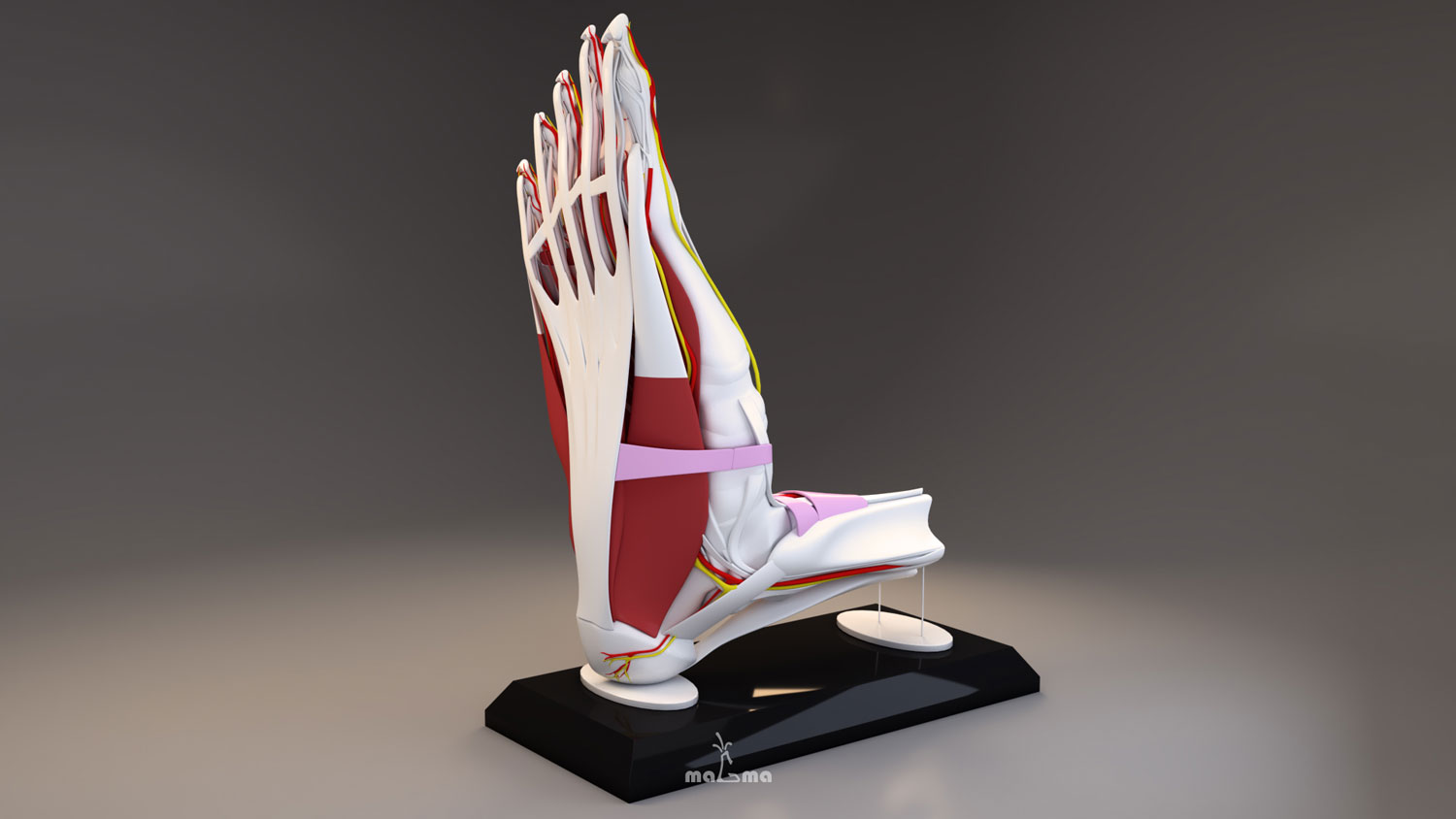 Educational Foot Molding - maGma 3D modeling