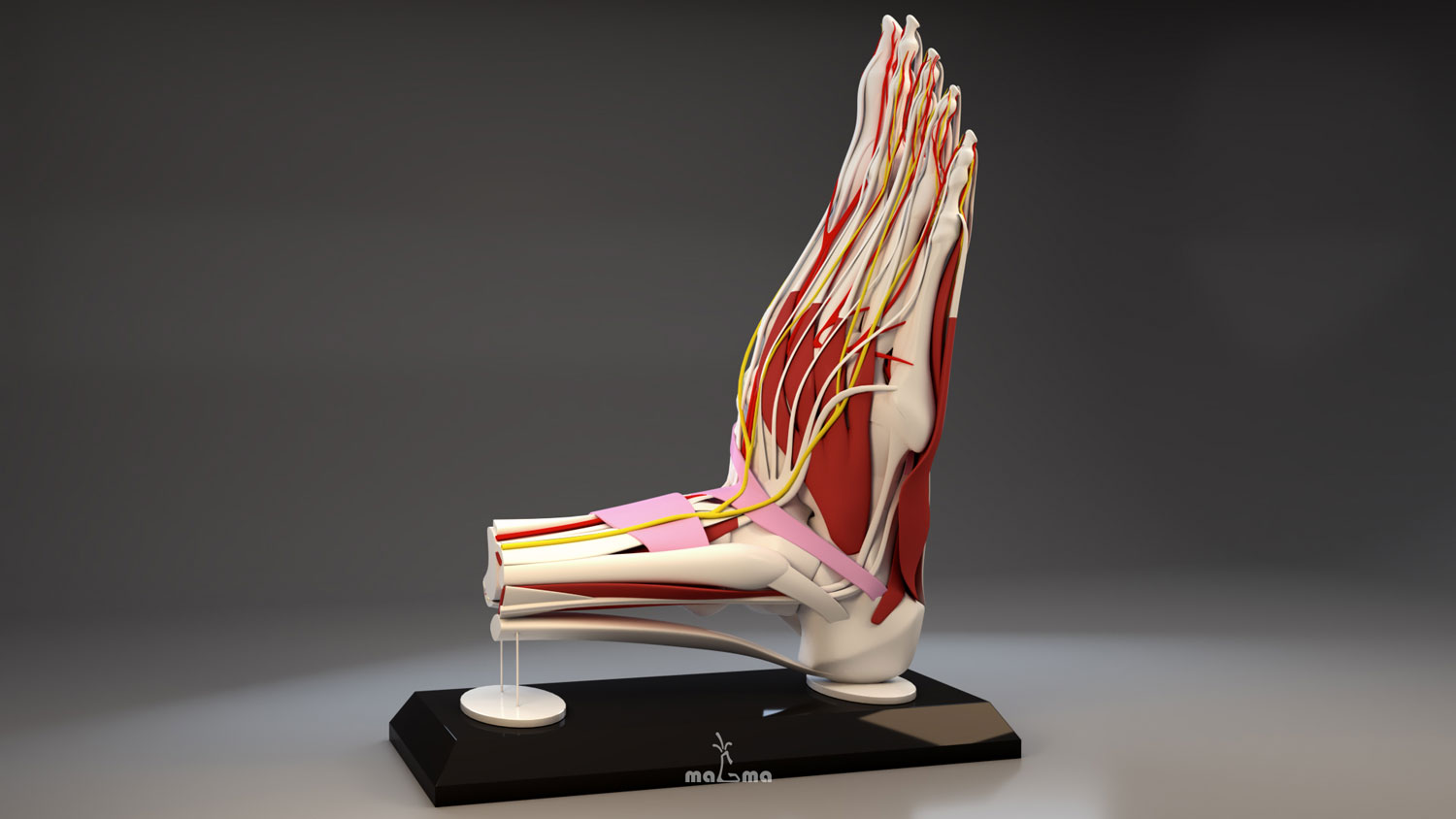 Educational Foot Molding - maGma 3D modeling