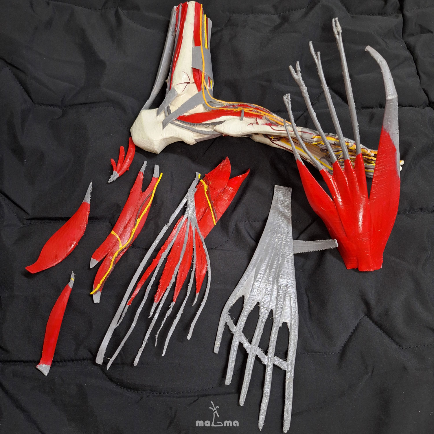 Educational Foot Molding - maGma 3D modeling